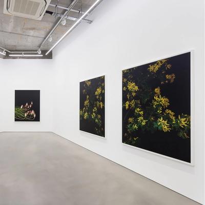 Maureen Paley – Exhibitions