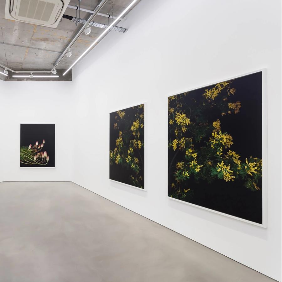 Maureen Paley – Exhibitions