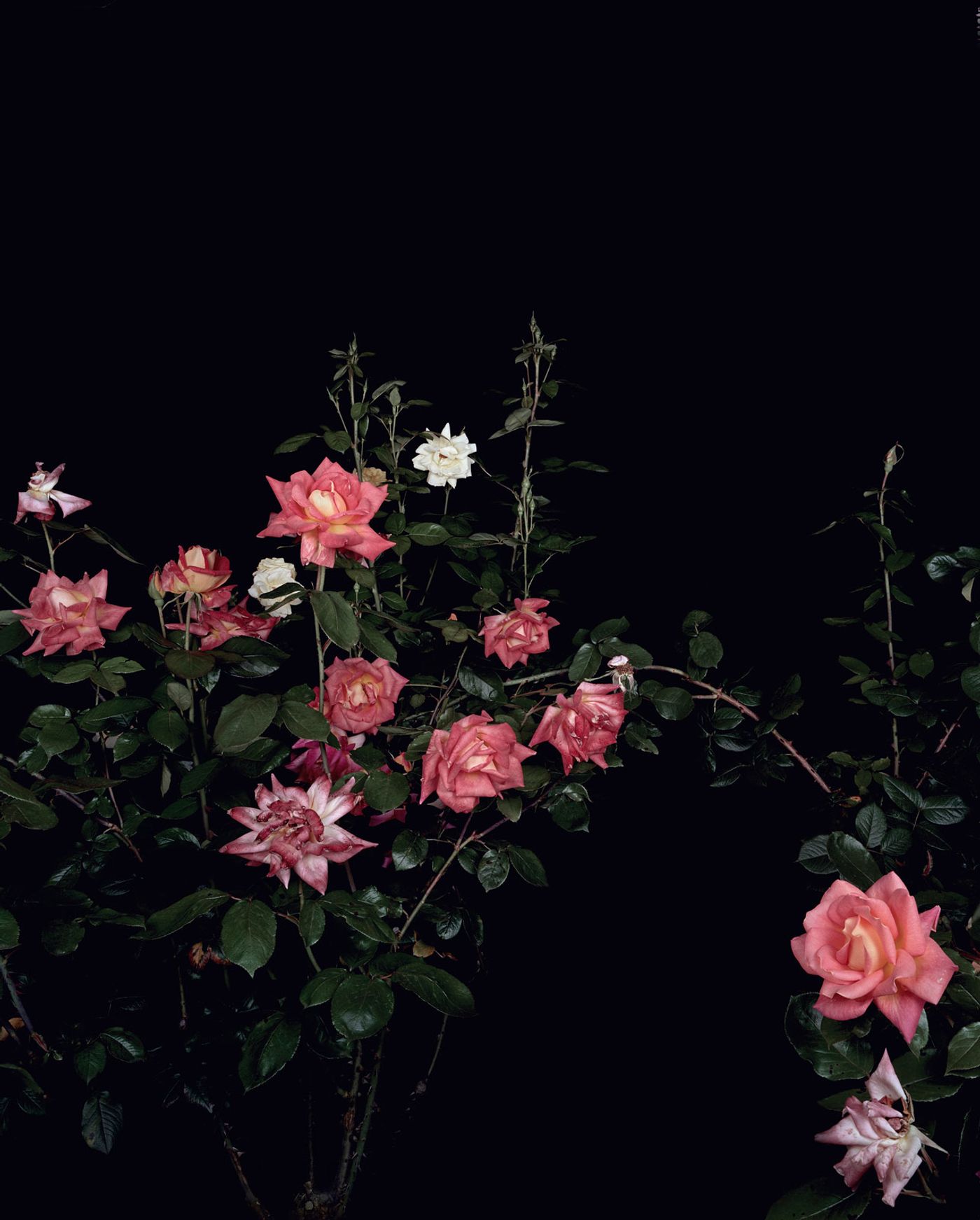 Maureen Paley – Sarah Jones