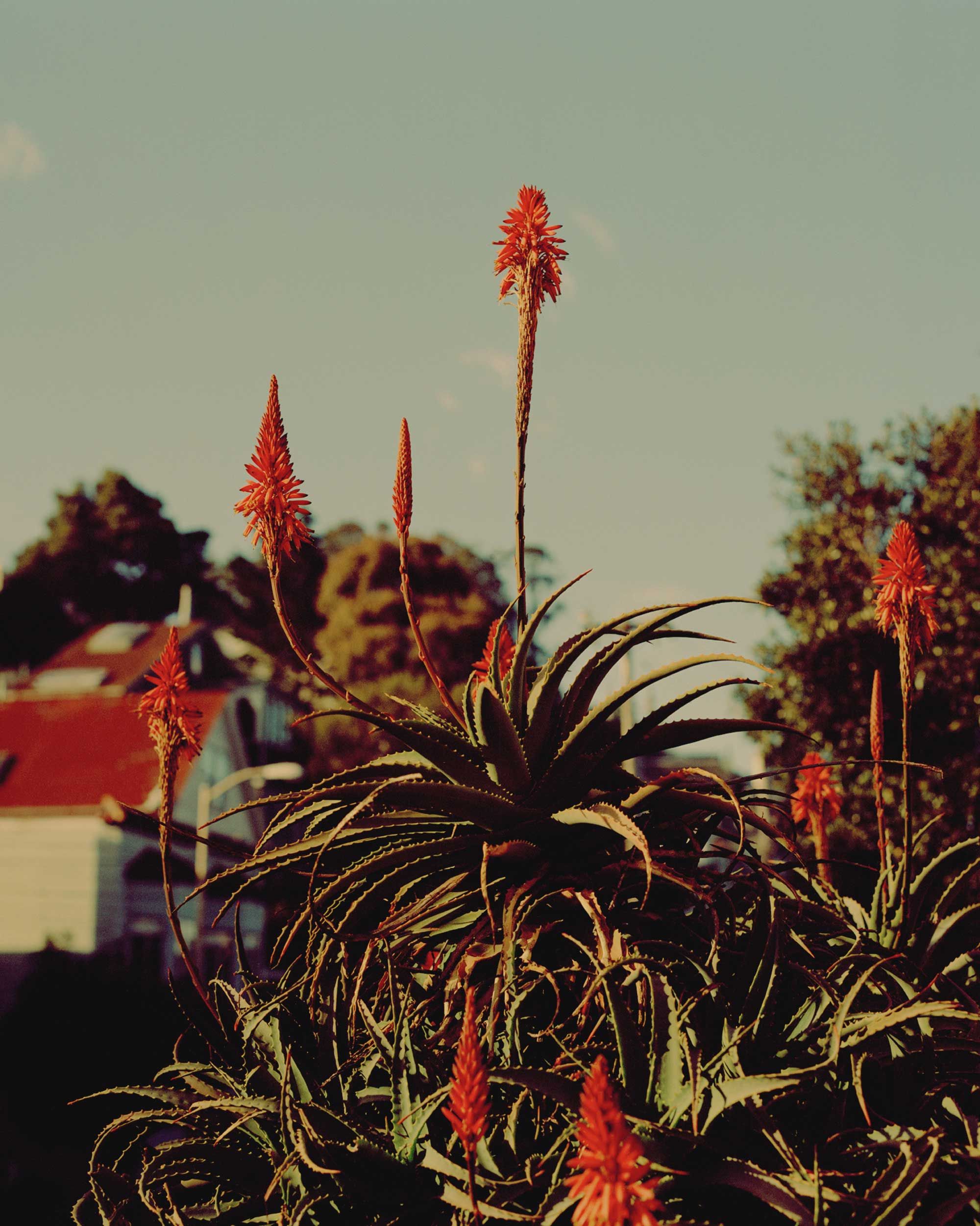 America by Sam Wright