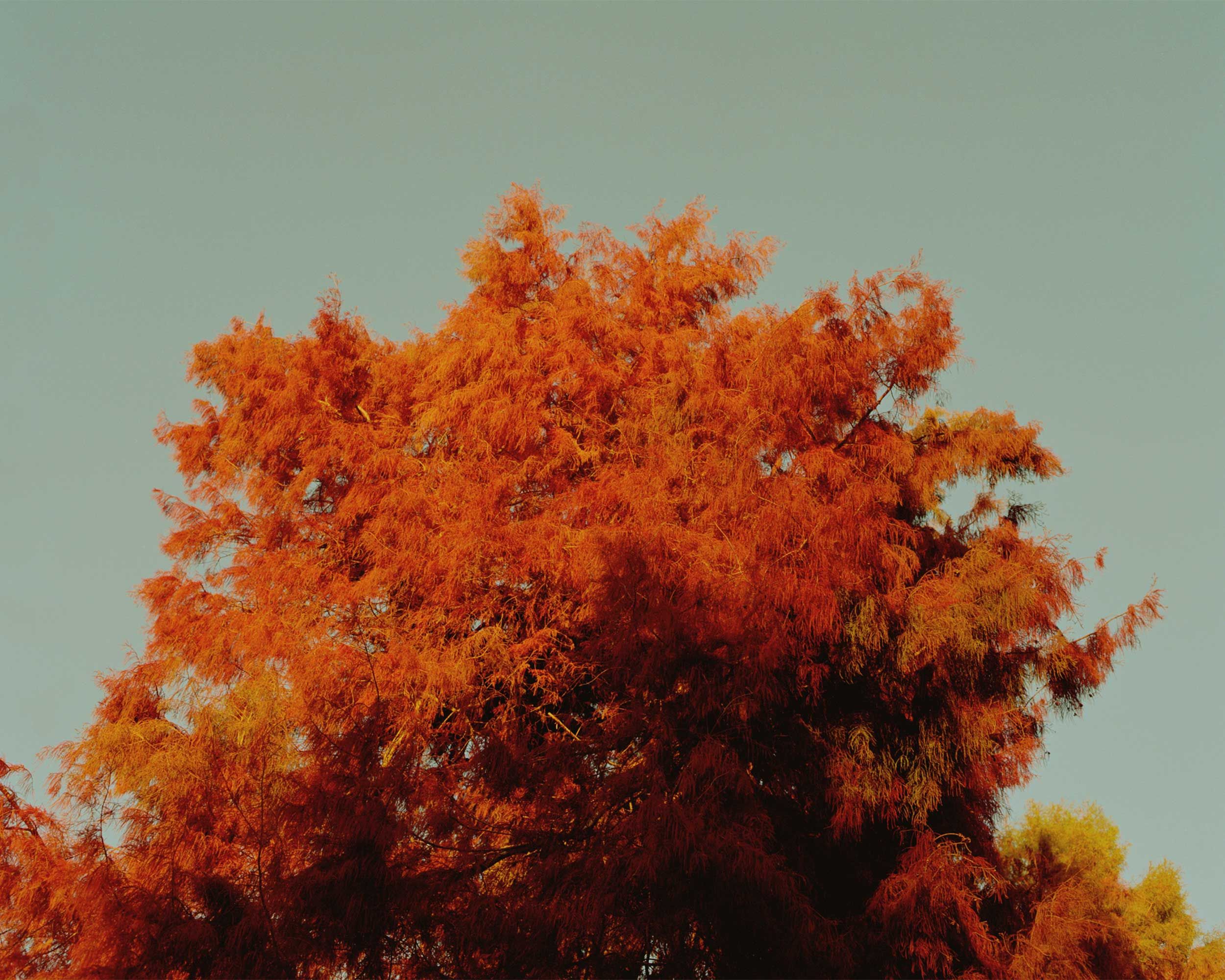 America by Sam Wright