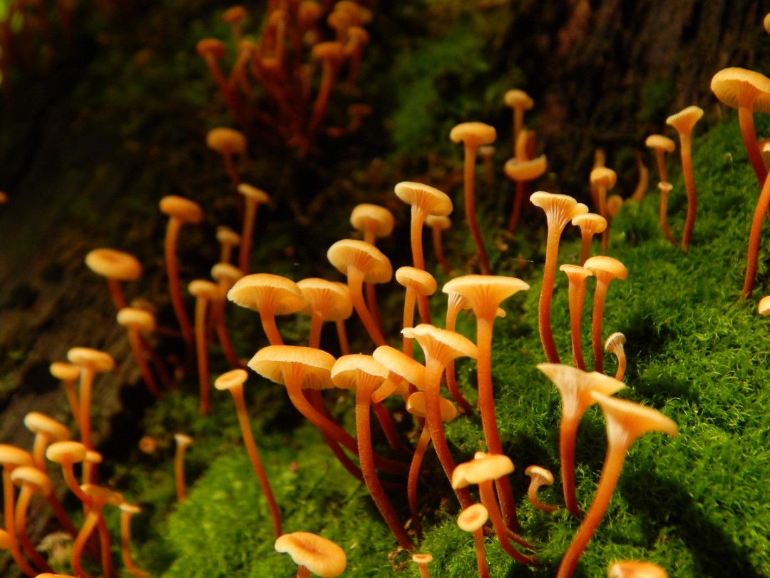 The Multispecies Constitution Project – Berggruen Institute