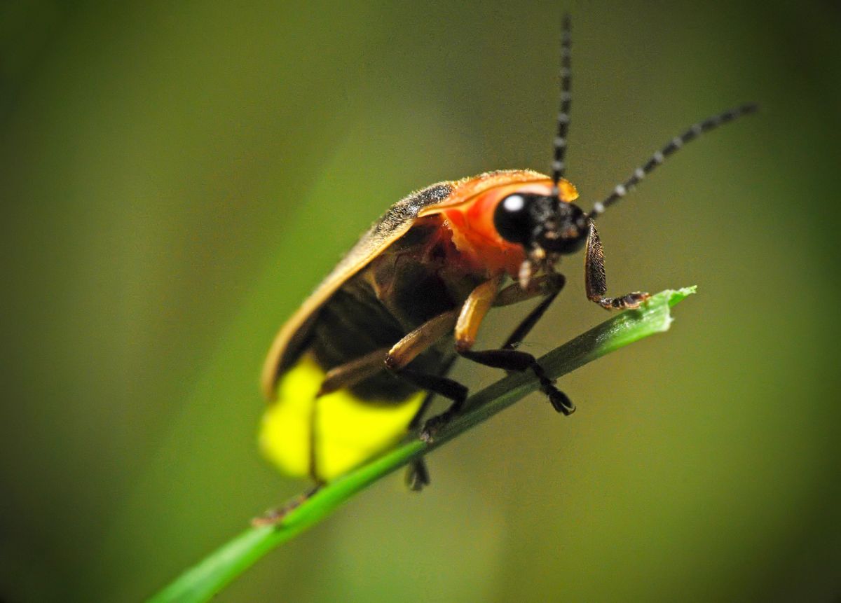 How To Help Fireflies Off the Endangered Species List - City Cast ...
