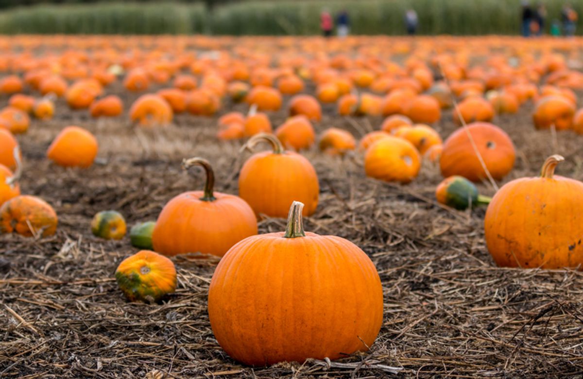 Best Fall Harvest Activities Outside of Philadelphia - City Cast Philly