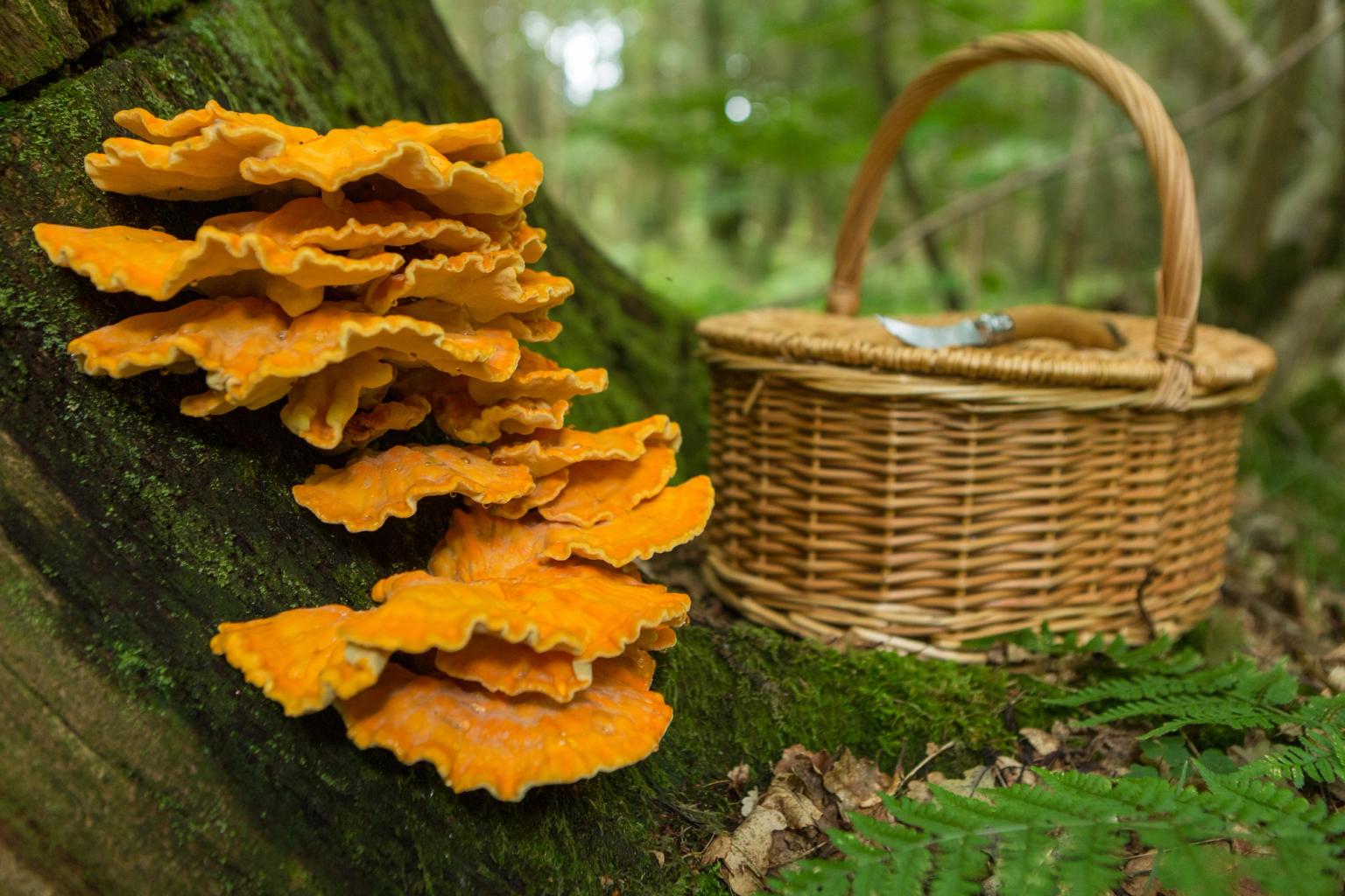 How to Forage For Mushrooms in Pittsburgh - City Cast Pittsburgh