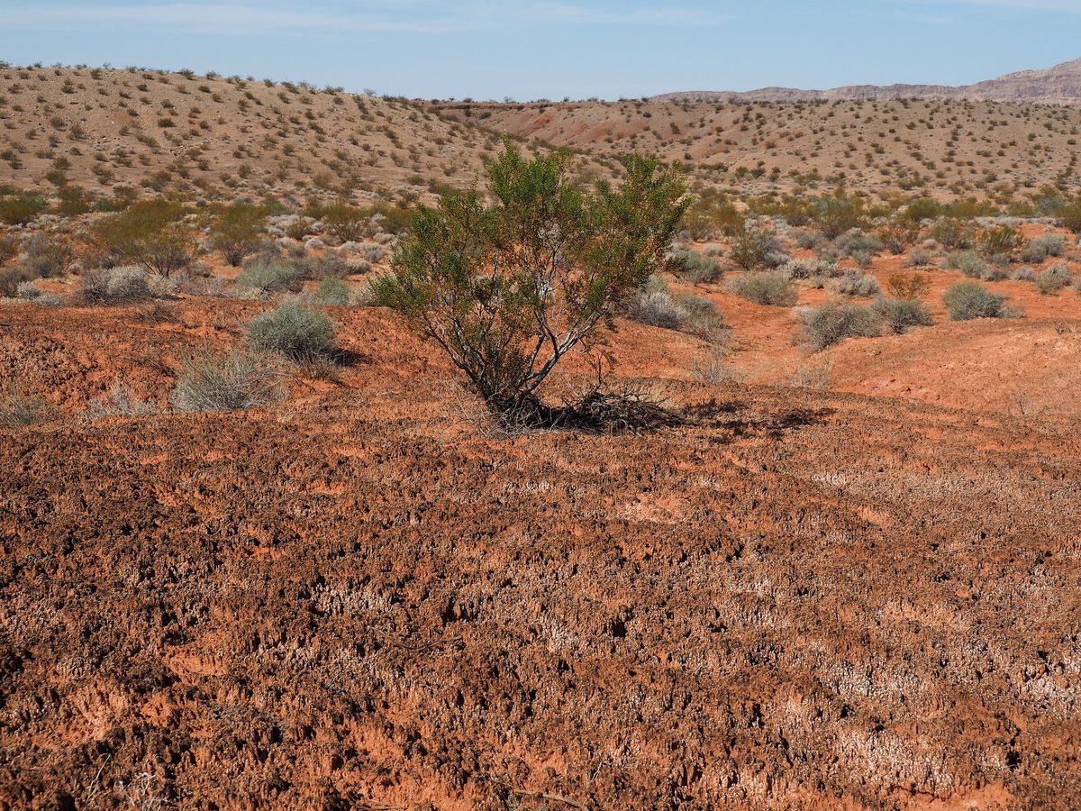 Southern Nevada's Desert 'Crust' — Incredibly Fragile, Utterly Vital ...