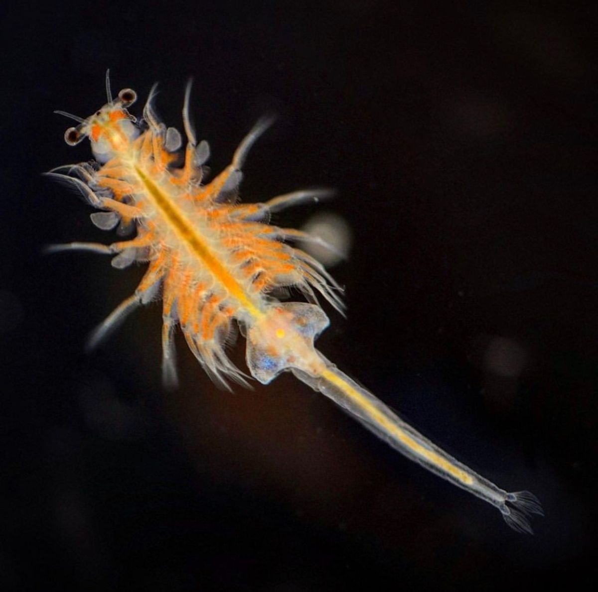 Brine Shrimp in the Great Salt Lake - City Cast Salt Lake