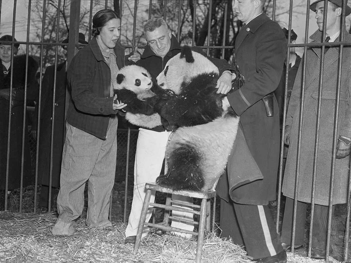 How Chicago Became Home to the First Panda - City Cast Chicago