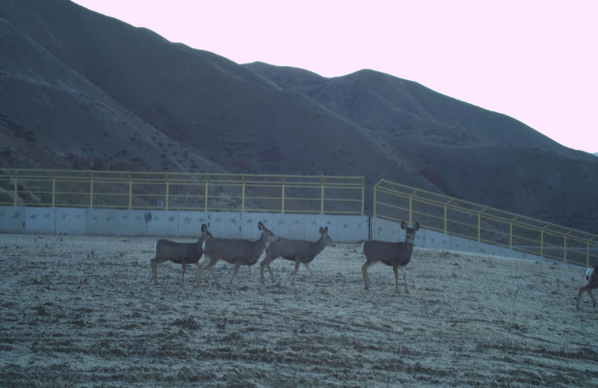 The Boise River Mule Deer Migration And Overpass City Cast Boise
