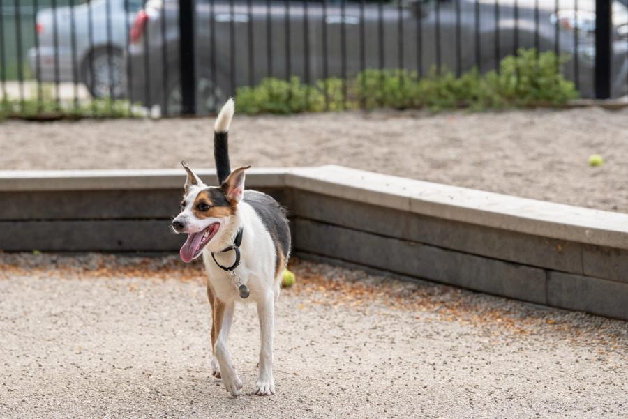 Chicago Dog Park Guide - City Cast Chicago