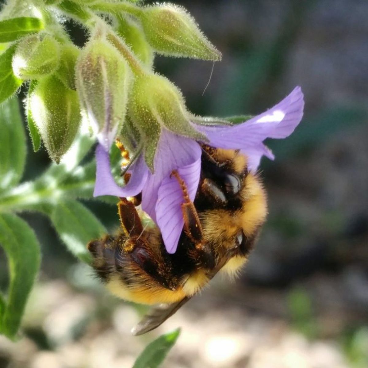 How Many Bee Species Live in Utah? - City Cast Salt Lake