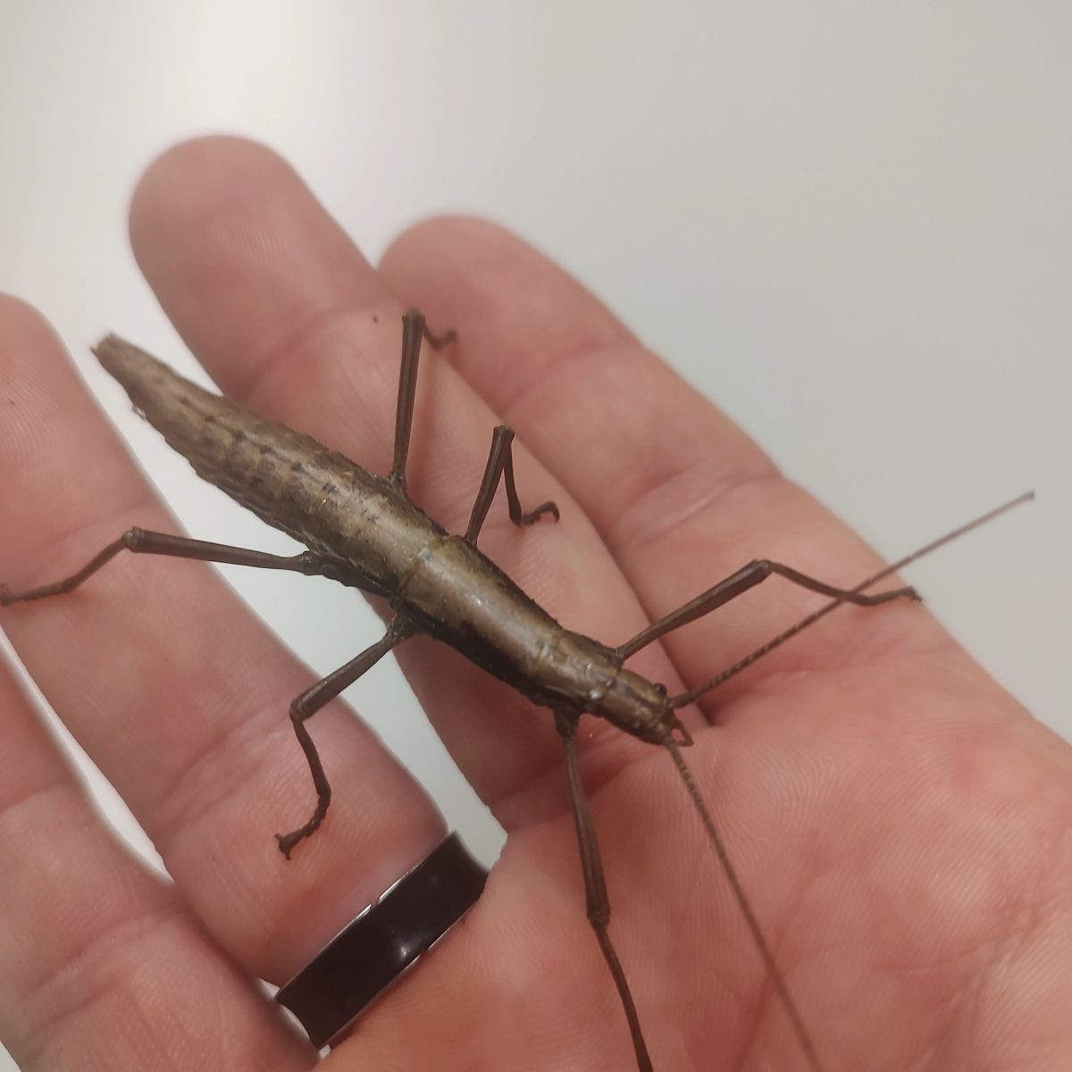 Walking Sticks Are Experts At Hiding From Predators - City Cast Houston