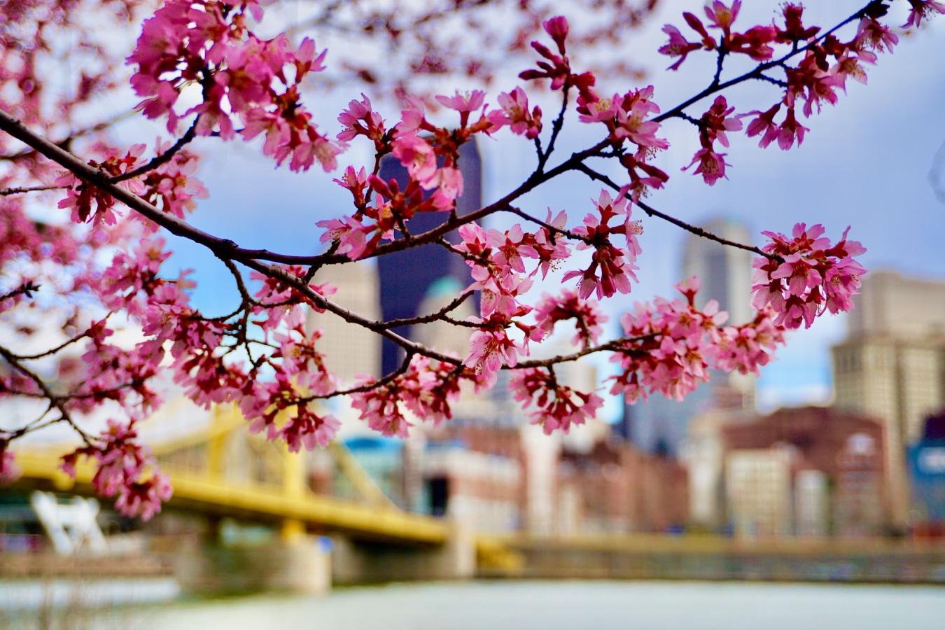 The Best Places To See Cherry Blossoms and Redbuds in Pittsburgh - City ...