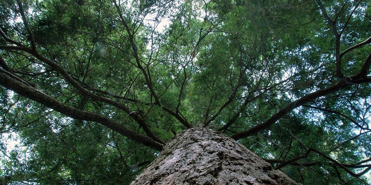 Pennsylvania State Symbols Quiz - City Cast Pittsburgh