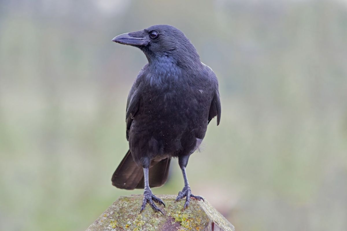 How to Befriend the Crows in Chicago - City Cast Chicago