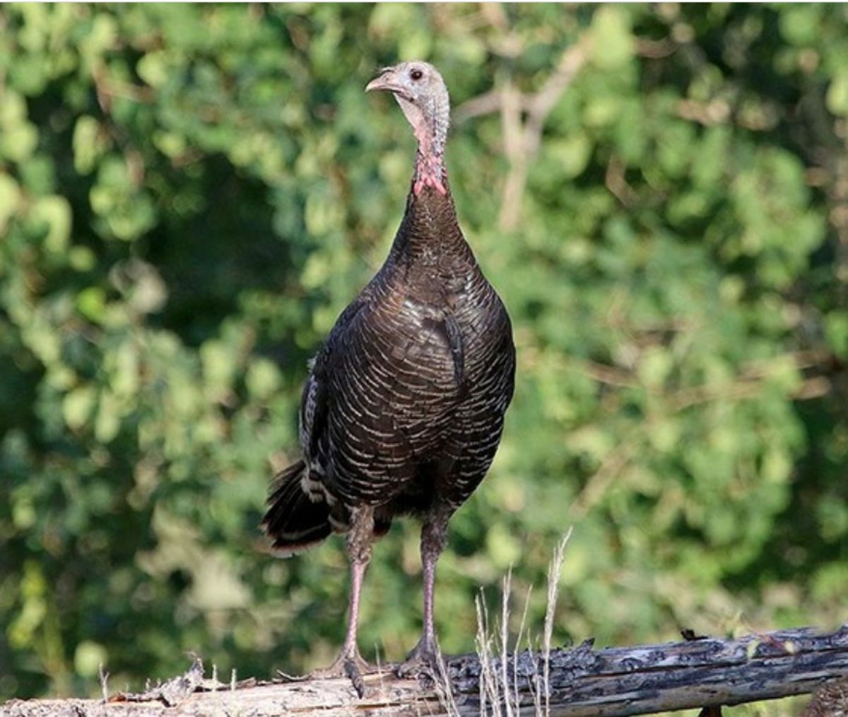 What You Should Know About Wild Turkeys - City Cast Salt Lake