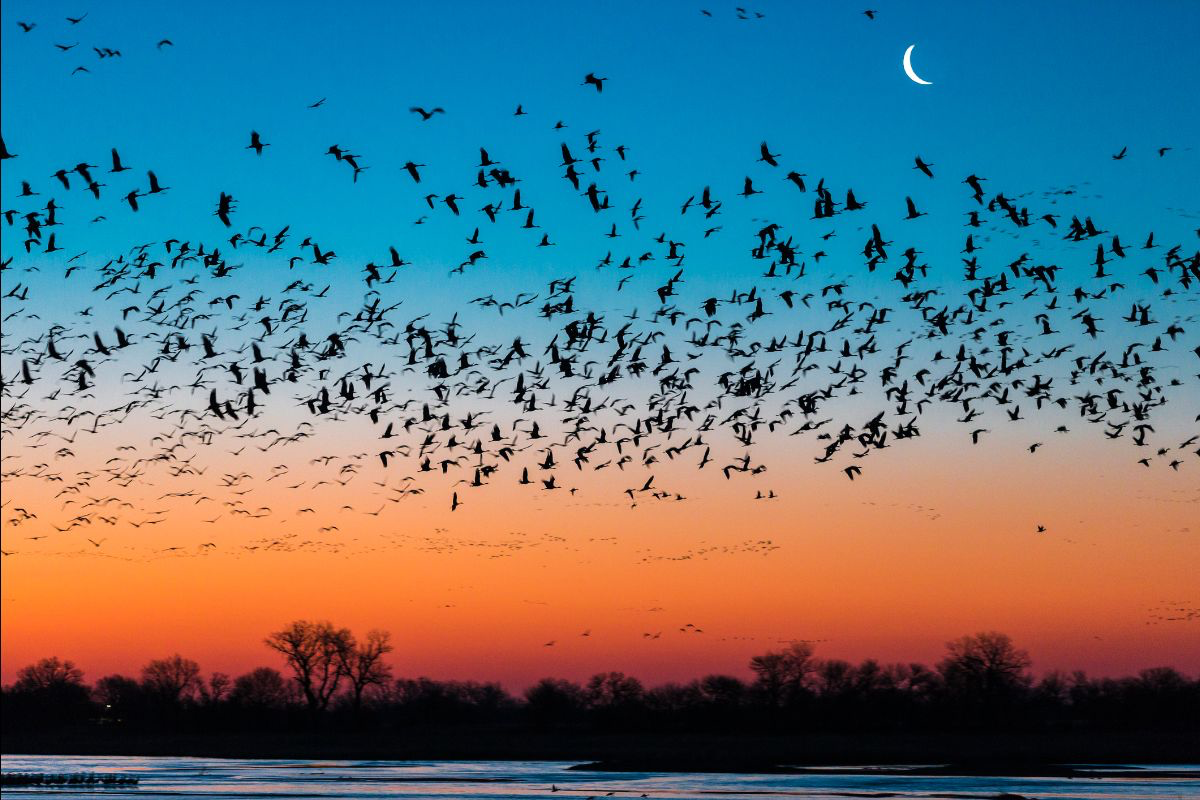 Help Birds This Migration Season by Lowering Light Pollution - City ...