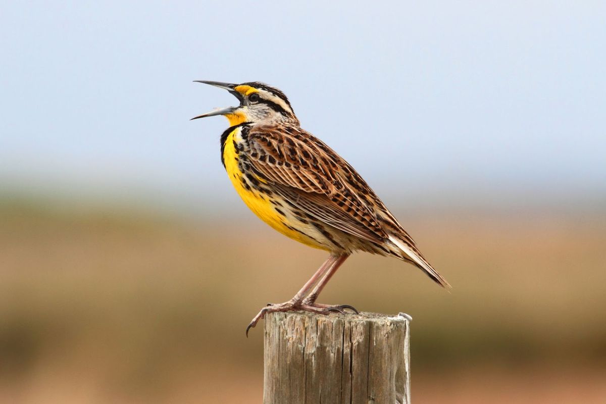 The Western Meadowlark is Oregon's State Bird - City Cast Portland