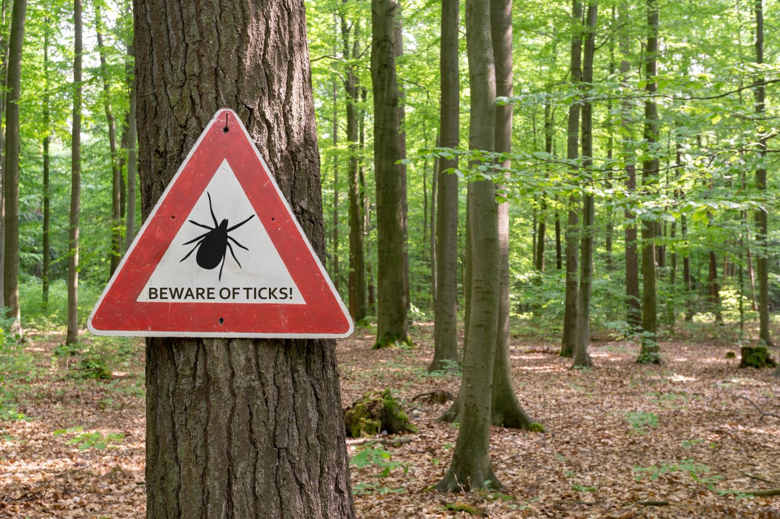 How To Avoid Ticks in Wisconsin - City Cast Madison