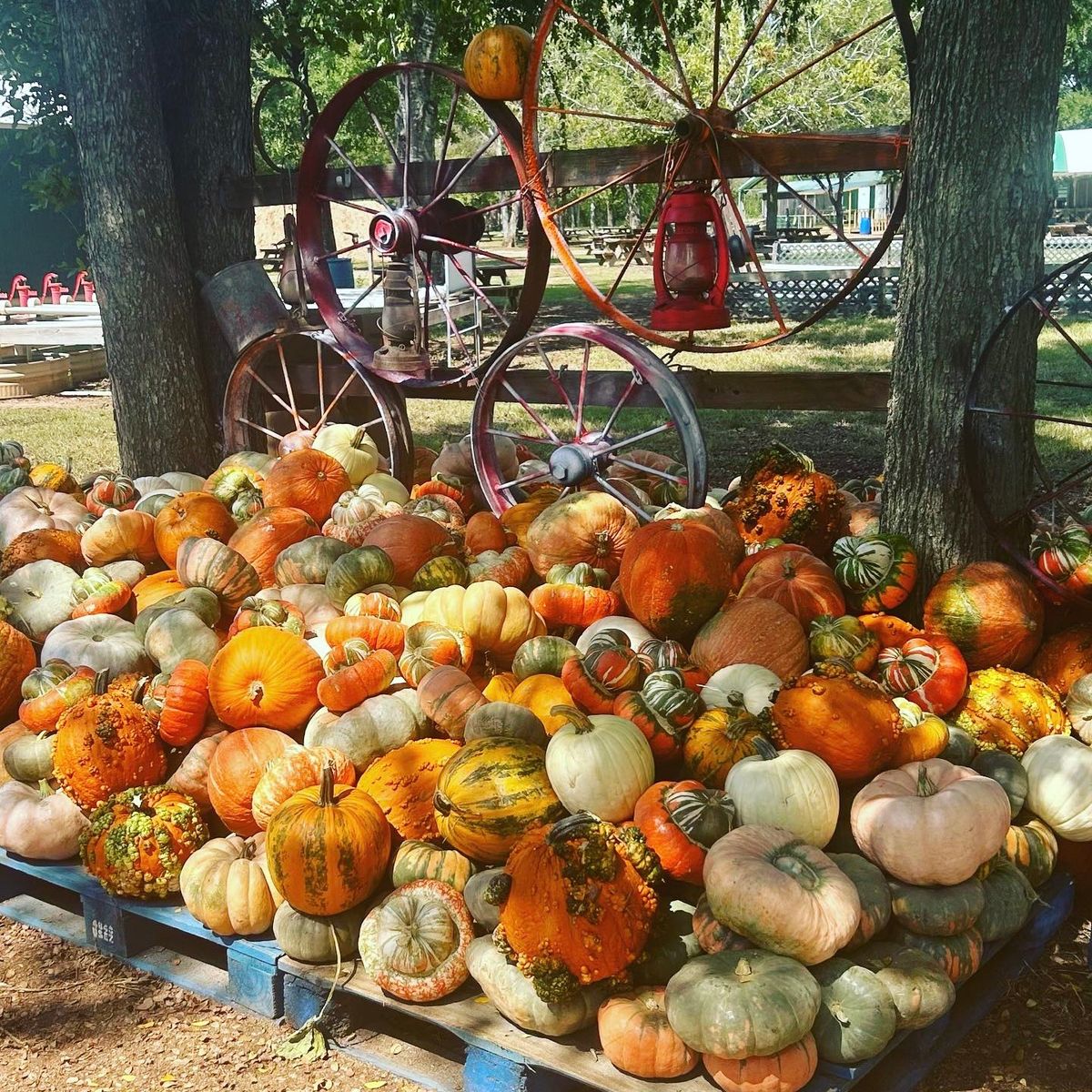 Visit Blessington Farms This Fall - City Cast Houston