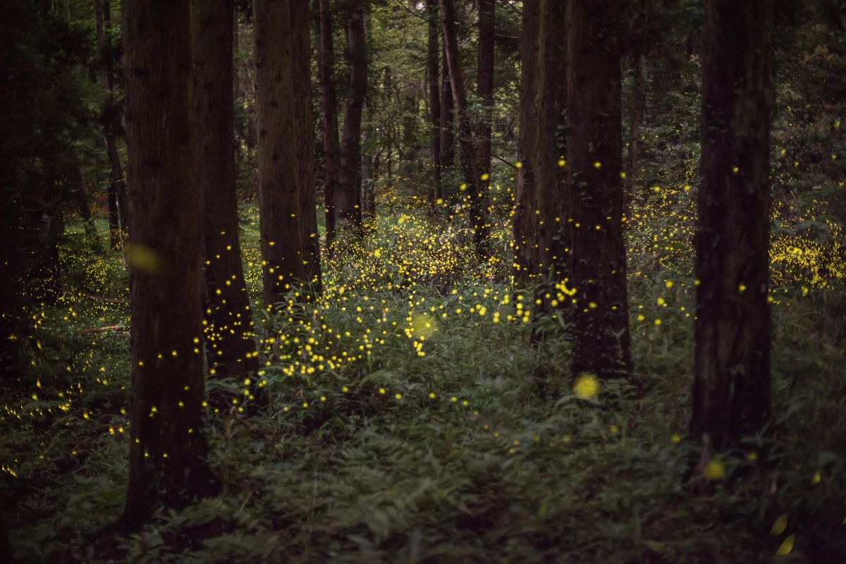 Yes, Colorado Does Have Fireflies! - City Cast Denver