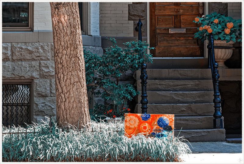 Meet Cherry Blossoms' Cooler Cousin: The Eastern Redbud - City Cast DC