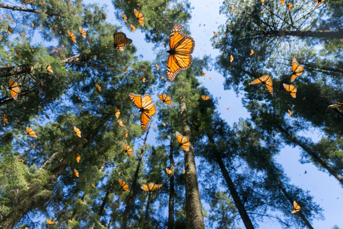 Urban Almanac: Monarch Butterflies - City Cast Portland