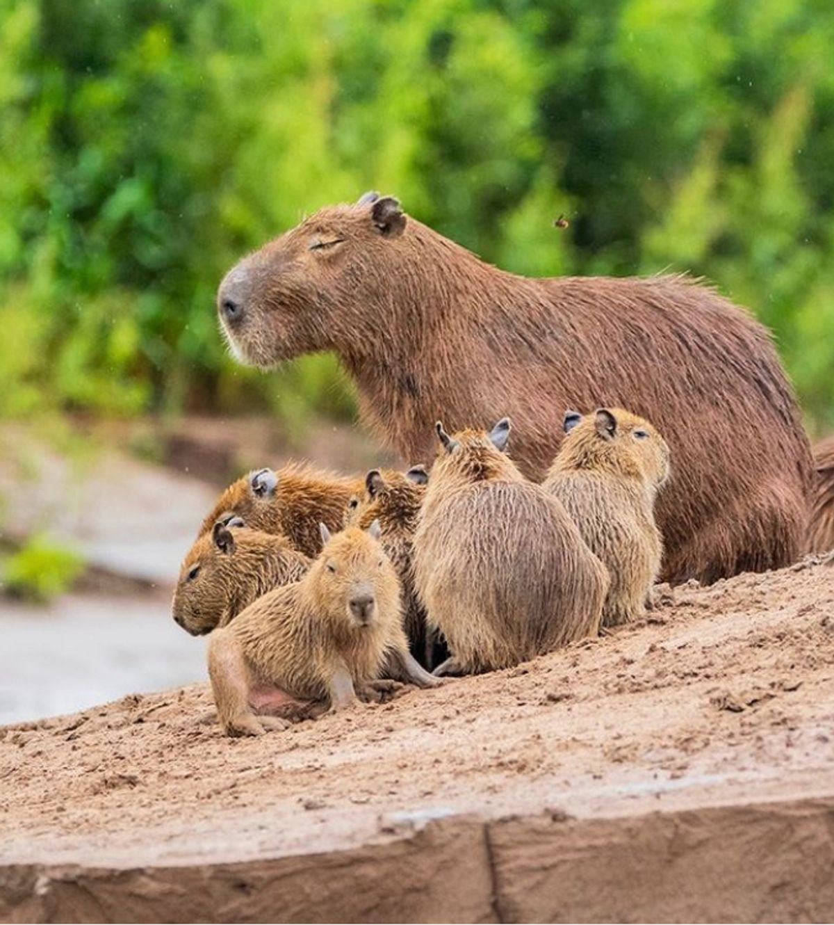 Can You Keep a Capybara?