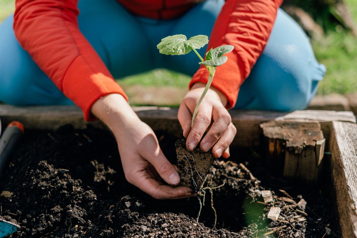 How to Plant a Spring Garden in Boise, Idaho - City Cast Boise