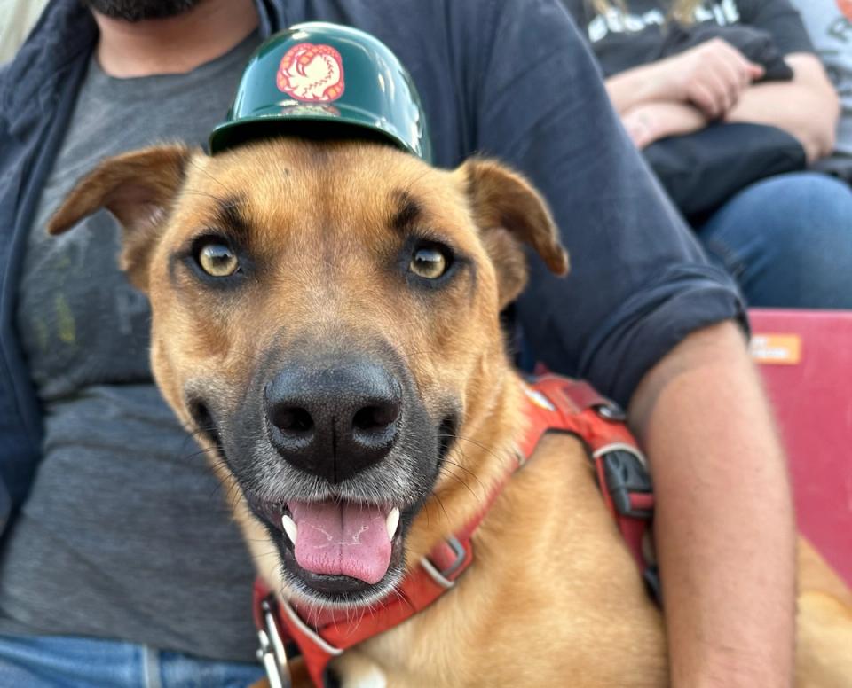 Boise's Best Dog Parks - City Cast Boise