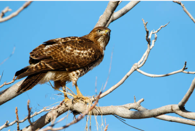 The Reason Utah is Called ‘The Beehive State’ - City Cast Salt Lake