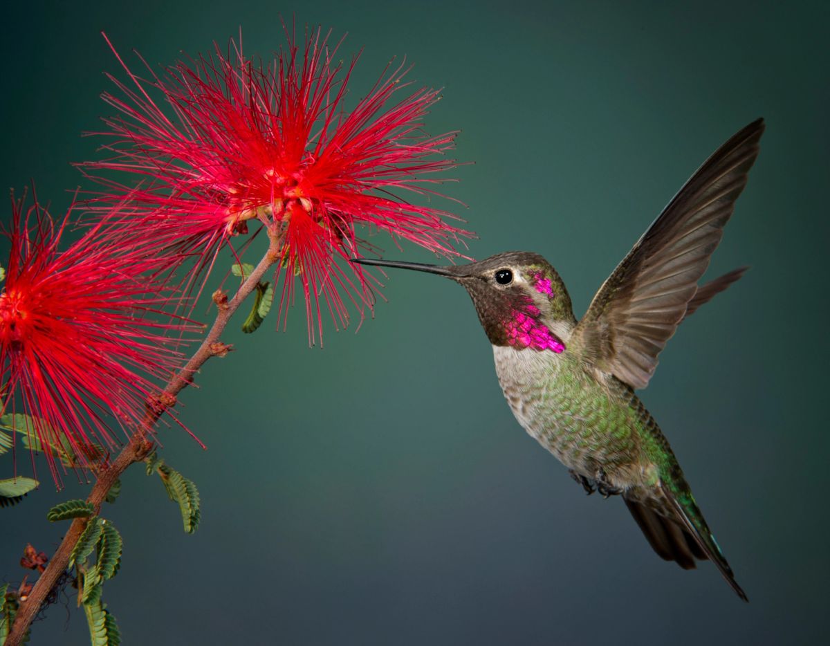 Anna's Hummingbirds Stick Around Portland, Oregon, in Winter - City ...