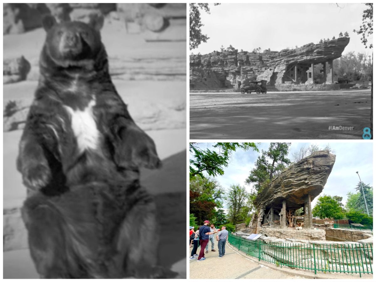 Who Was Billy Bryan the Black Bear? - City Cast Denver