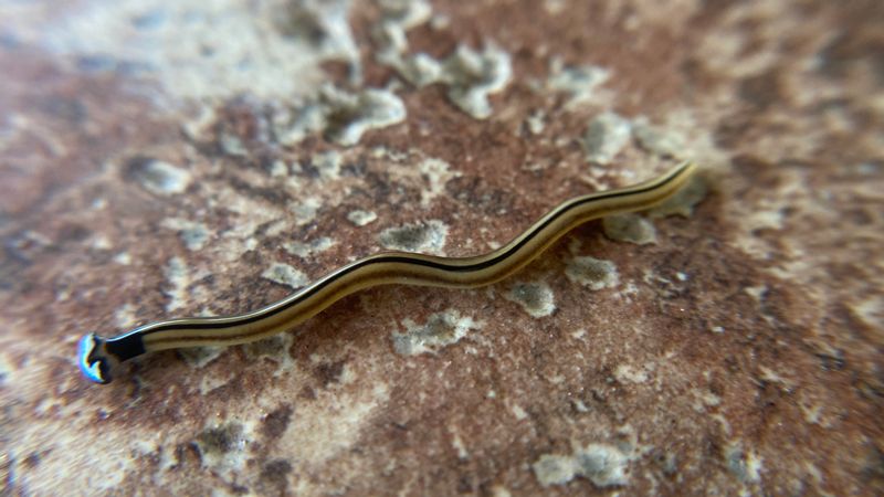 Poisonous Worms Are Taking Over Washington, DC