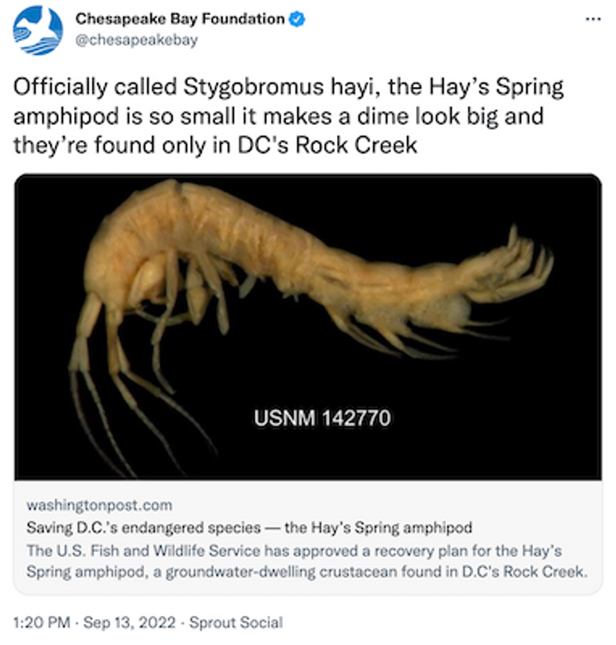 What to Know About the Endangered Hay’s Spring Amphipod - City Cast DC