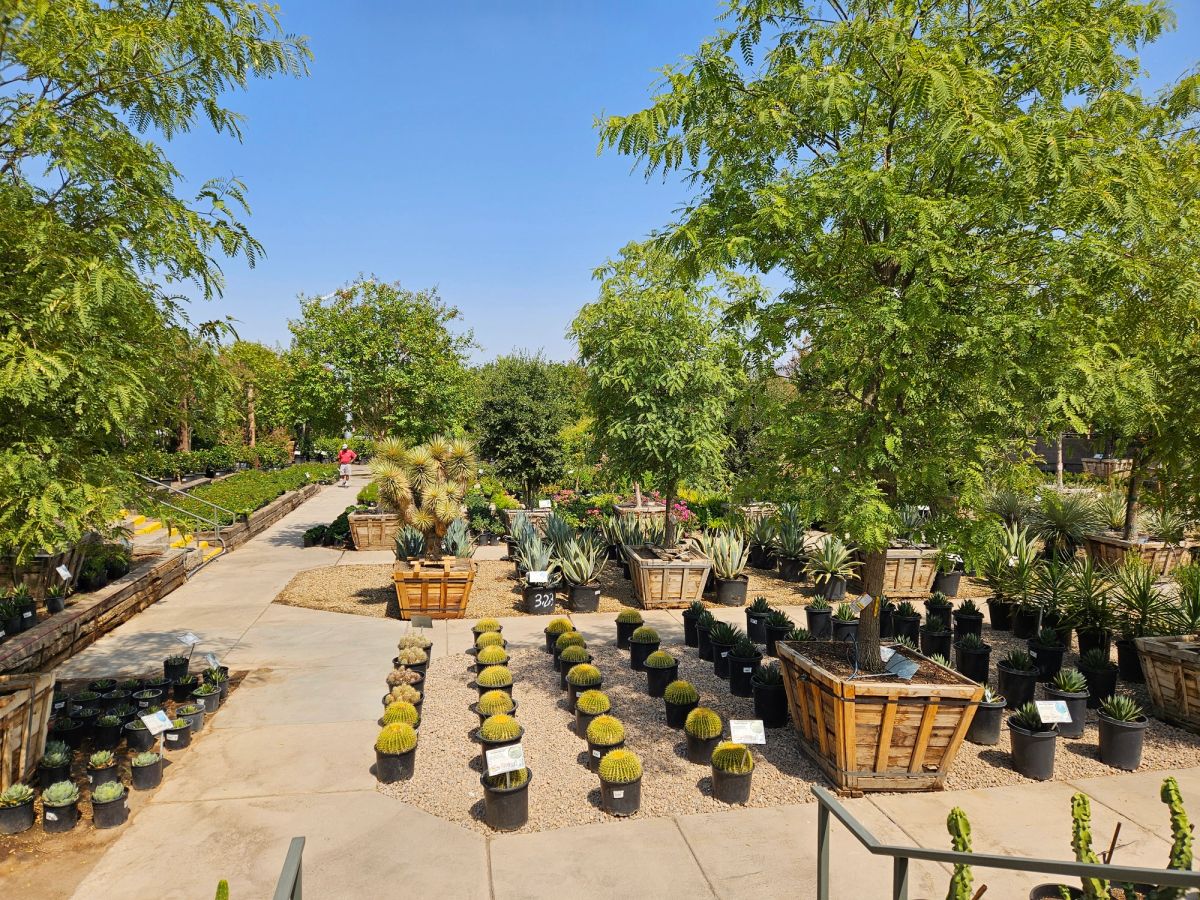 Exciting Plant Nursery Las Vegas Gallery