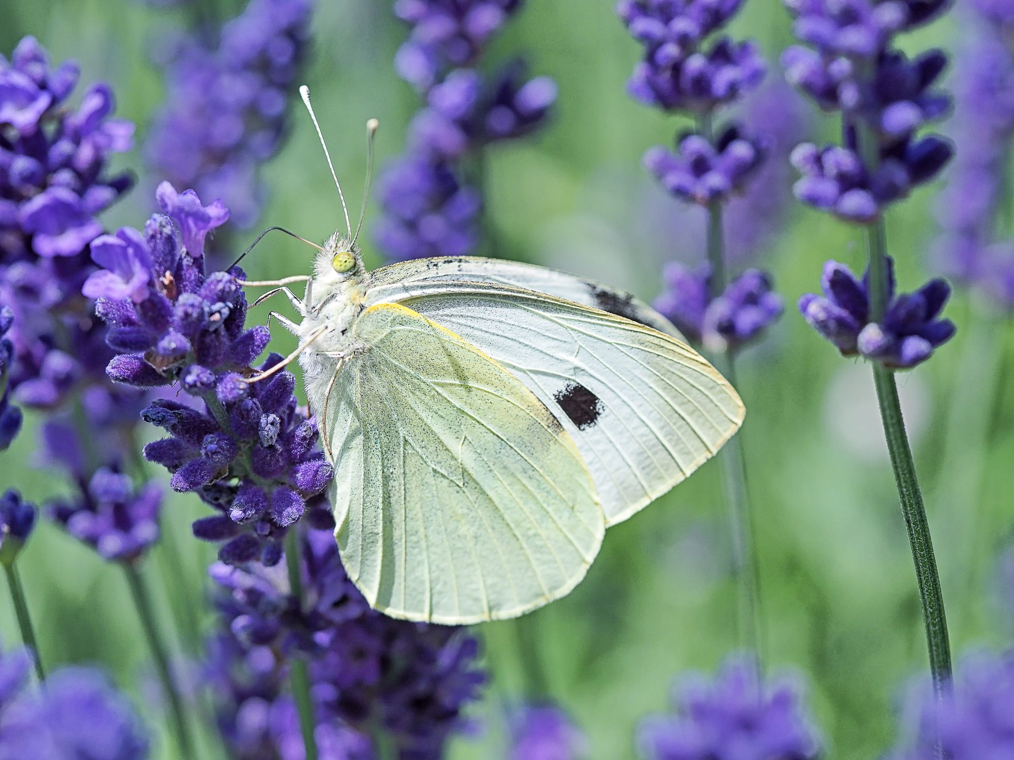 Cabbage White Butterflies