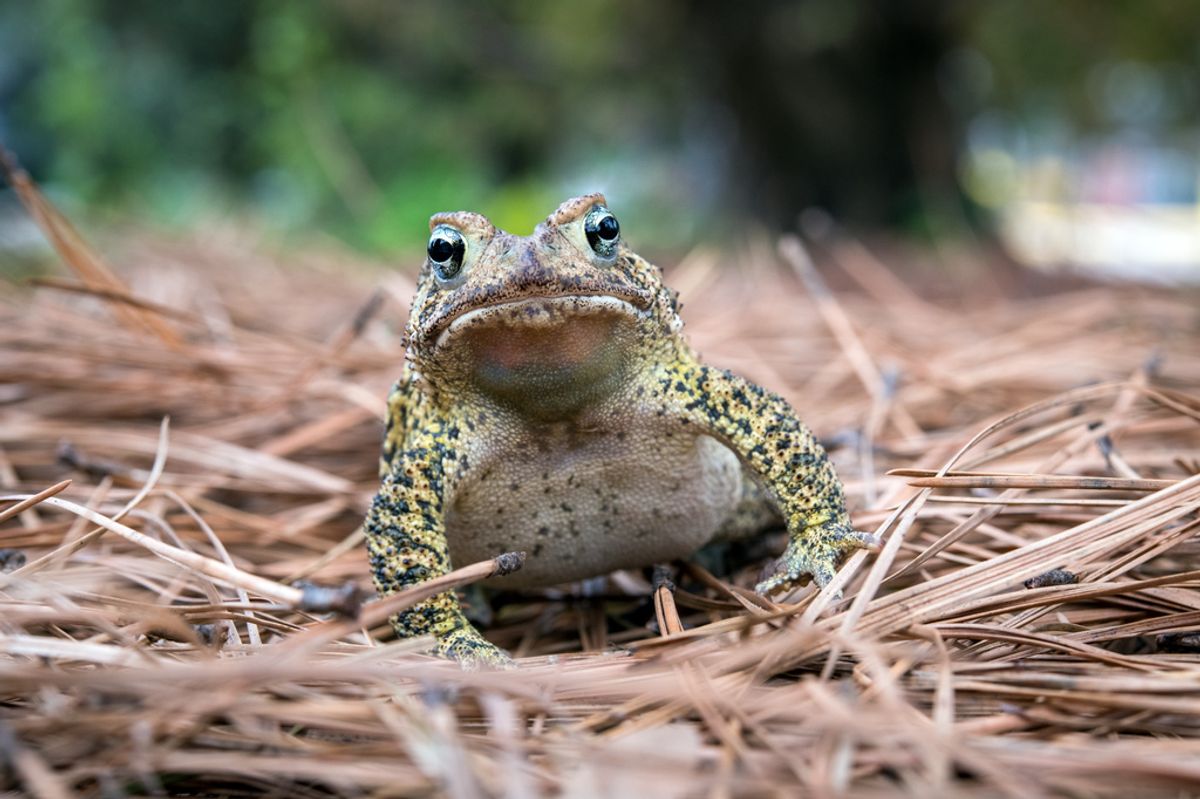 How These Houston Toads Became Endangered - City Cast Houston