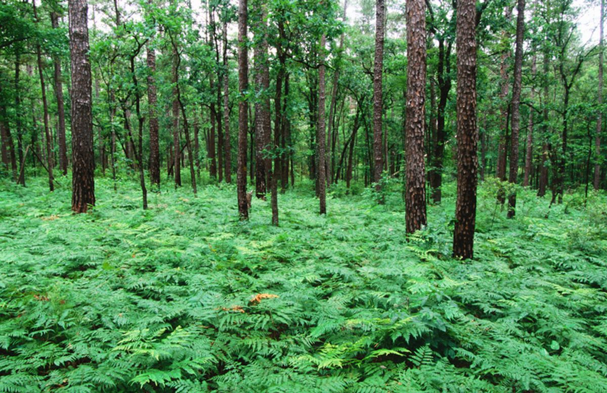 Explore Sam Houston National Forest - City Cast Houston