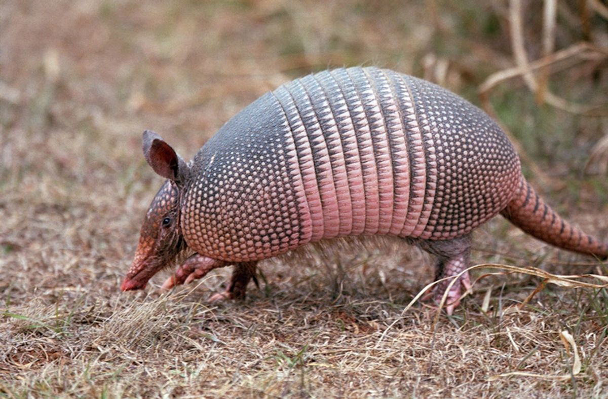 armadillo warrington