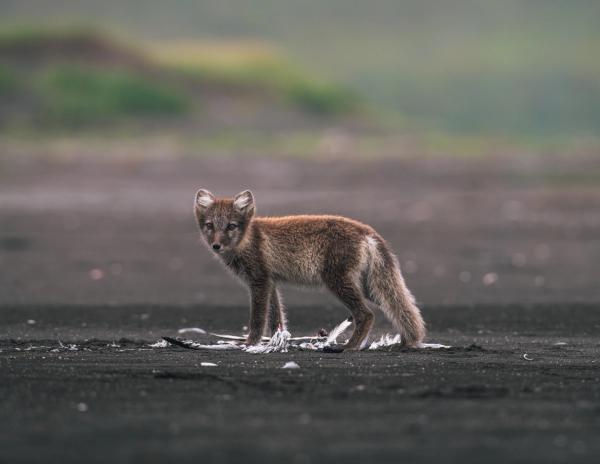 Iceland’s Wildlife Guide: Fascinating Animals & Where to see Them