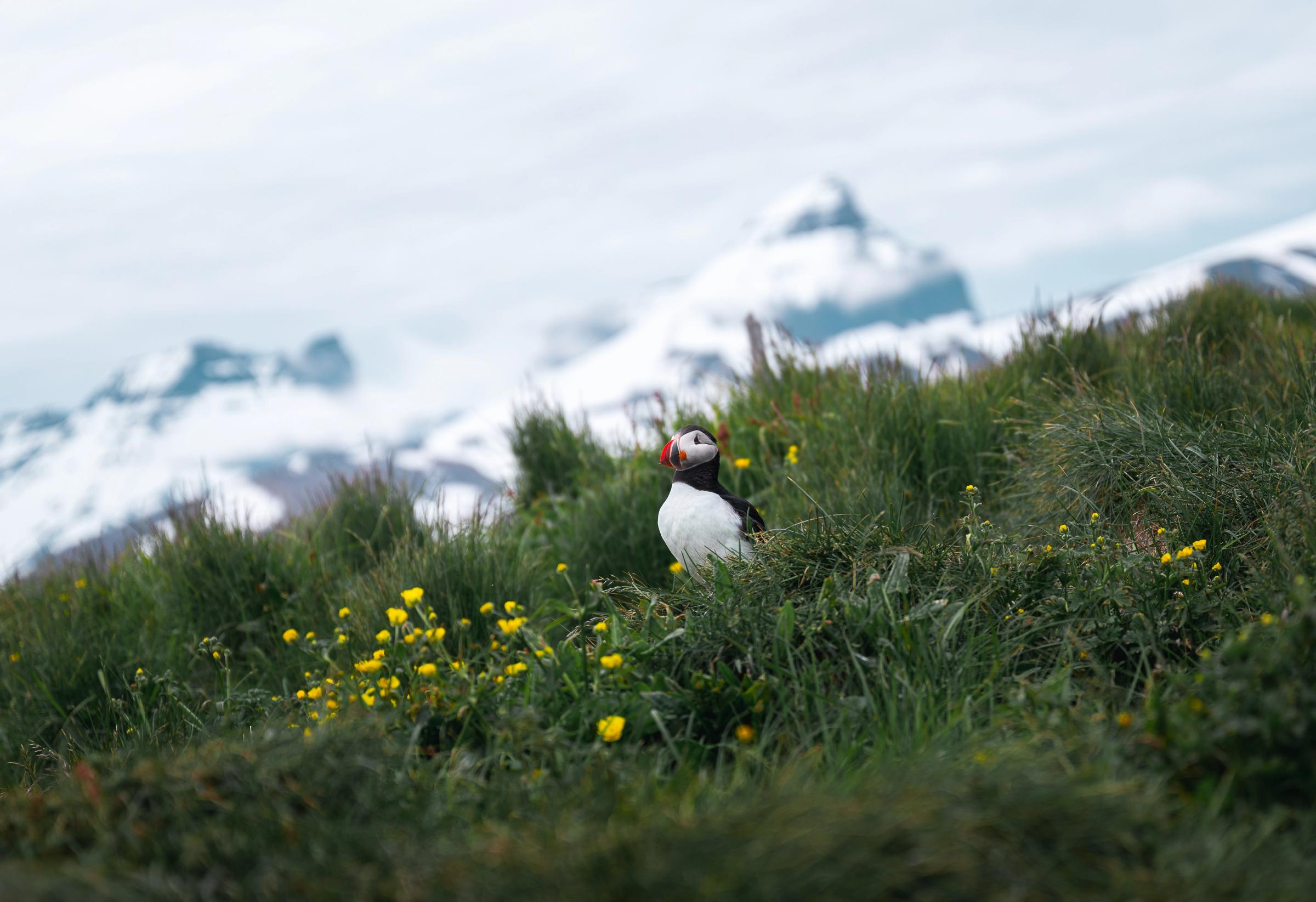 The Puffin in Iceland: Facts, When & Where to See Them, Tips, etc