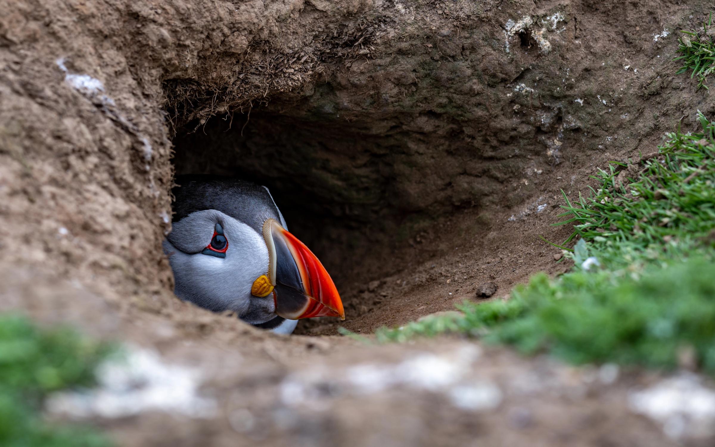The Puffin in Iceland: Facts, When & Where to See Them, Tips, etc