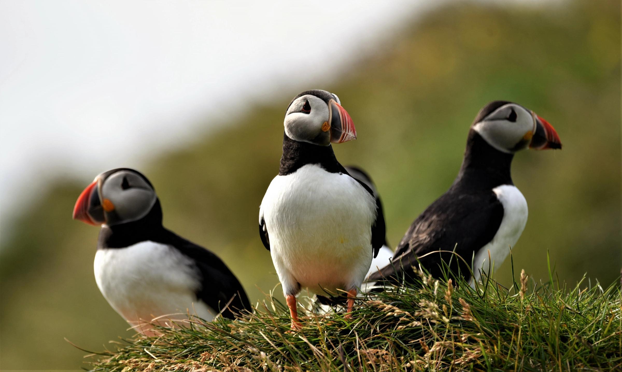 Iceland's Treasure Chest: Top 20 Natural Wonders to Discover