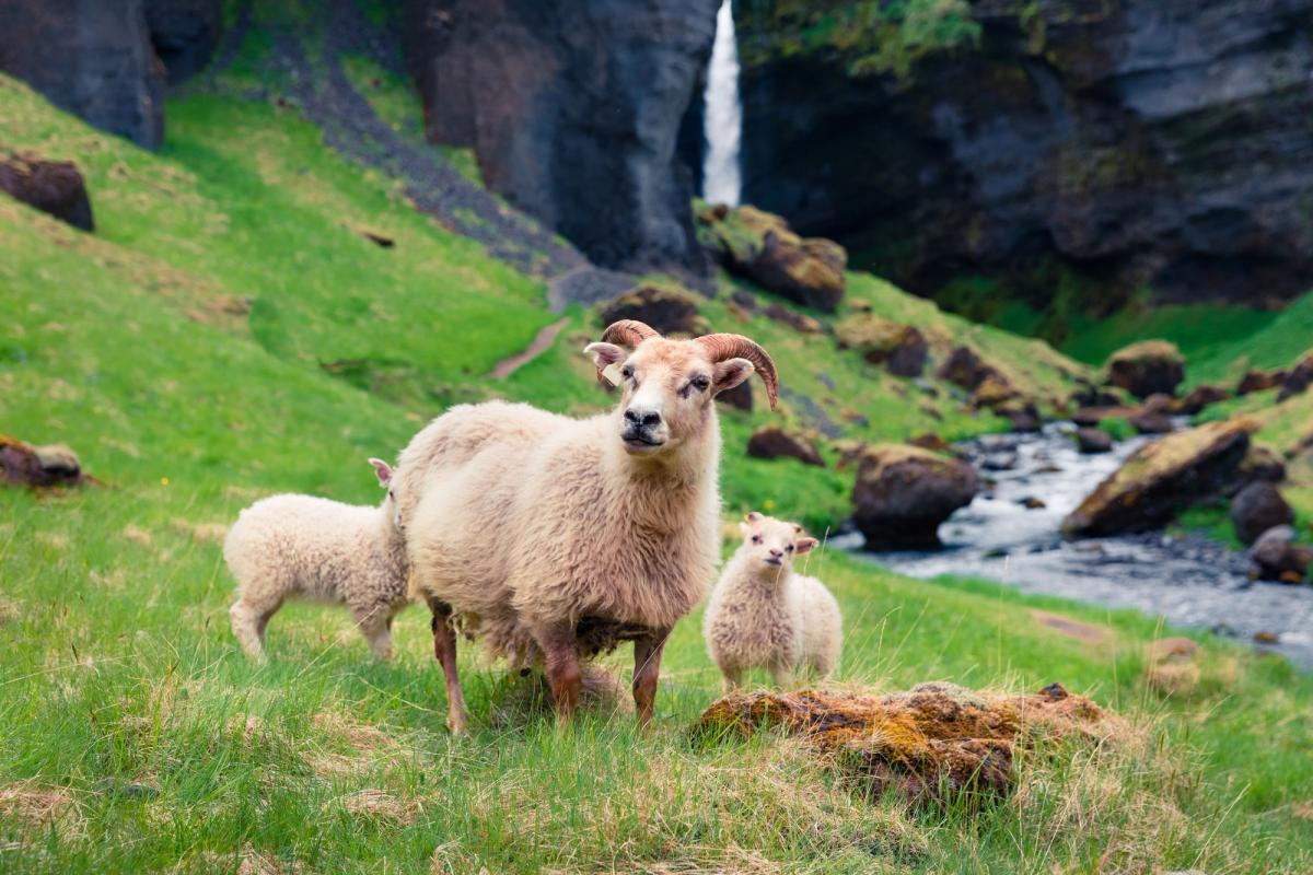 Fluffy Companions: Admiring Iceland's Charming Sheep