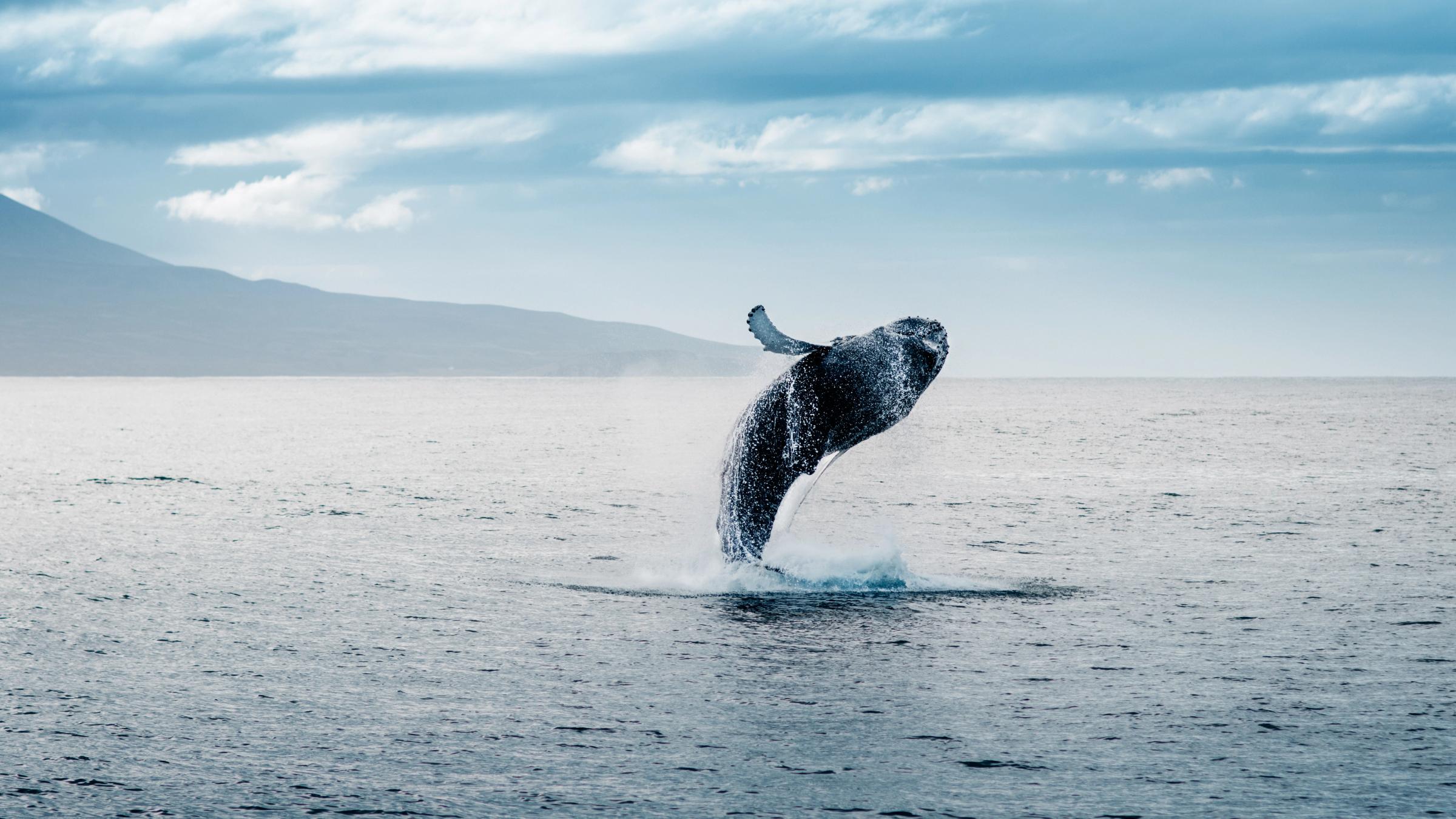Iceland’s Wildlife Guide: Fascinating Animals & Where to see Them