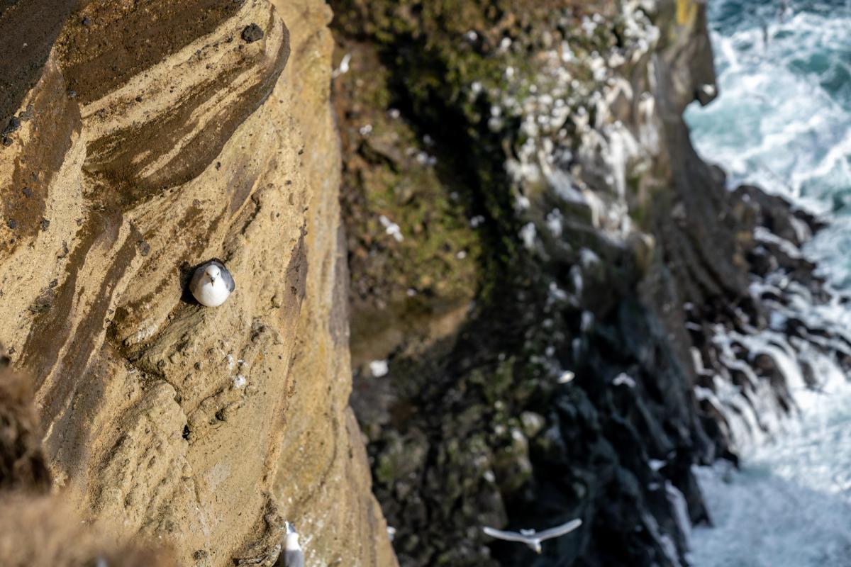 A Guide to Visiting Lóndrangar: Iceland's Twin Basalt Pinnacles