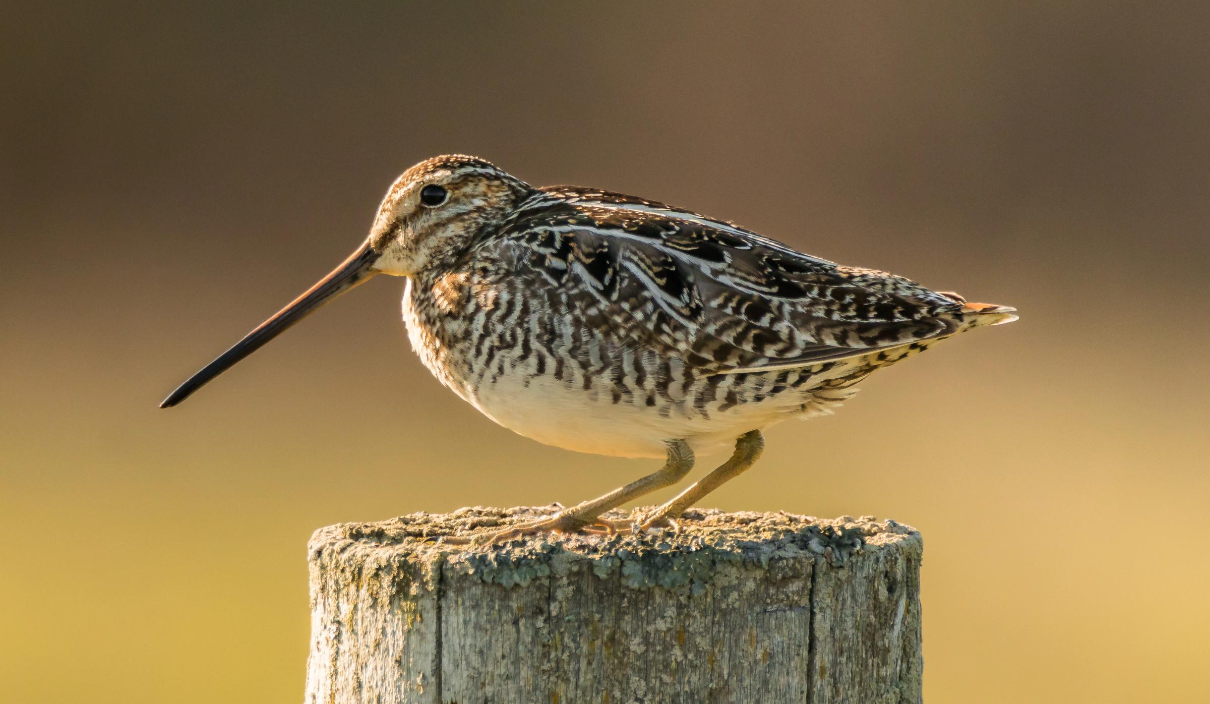 Birdwatching in Iceland: Full Guide With Species, Best Locations, etc