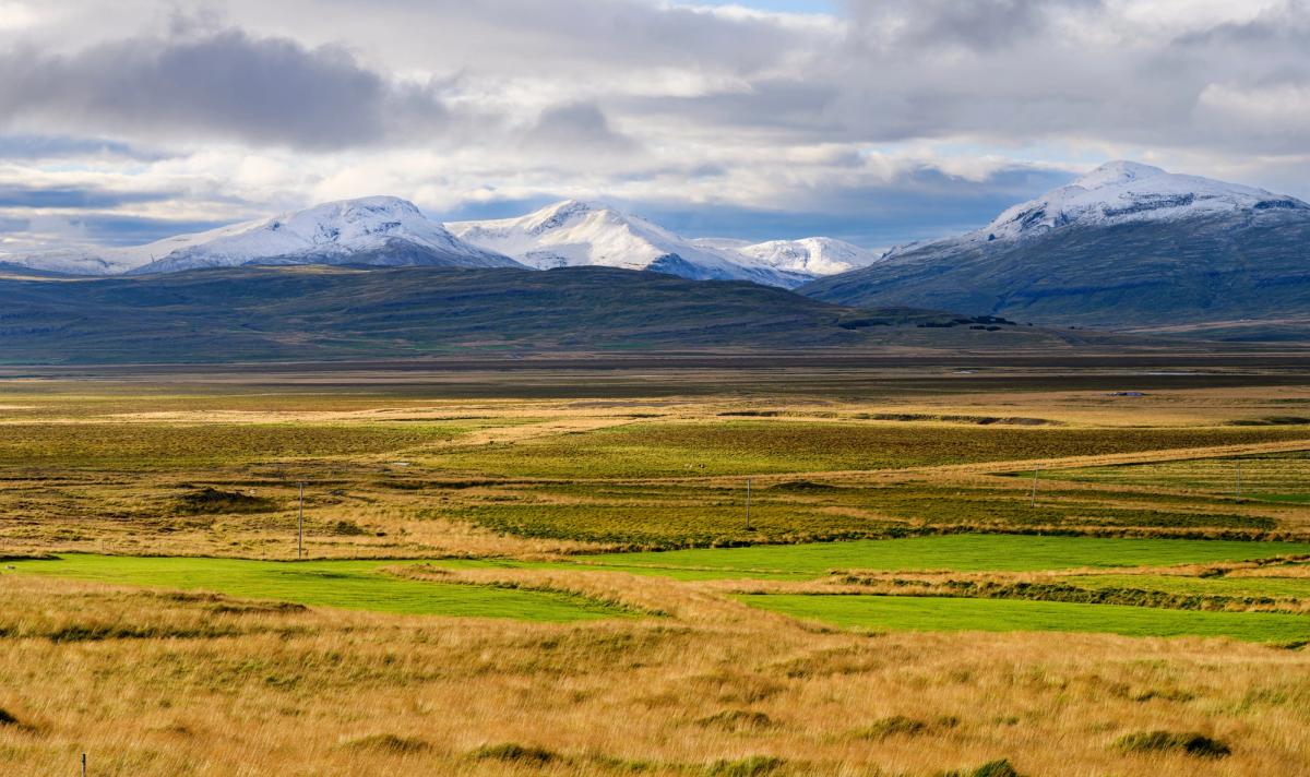 Iceland’s Wildlife Guide: Fascinating Animals & Where to see Them