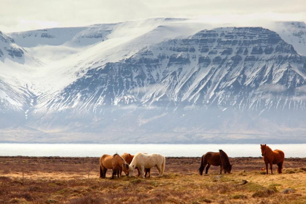 Why is Iceland Called Iceland? The Story Behind the Name